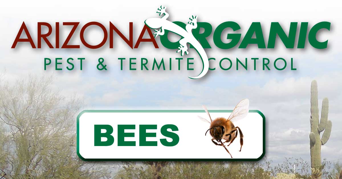 Bee Pest Control - Arizona Organic Pest & Termite Control