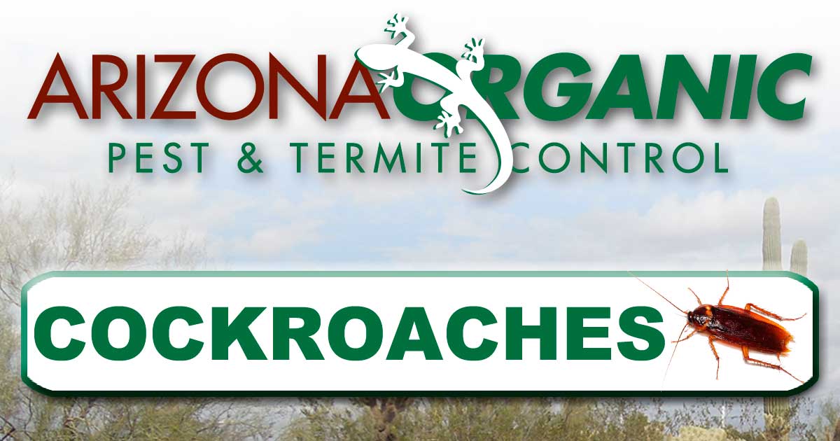 Cockroach Pest Control - Arizona Organic Pest & Termite Control